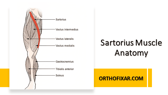 Sartorius Muscle Diagram Anatomy Stretch: Sartorius #sartorious