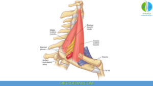 Scalene Muscles Anatomy | OrthoFixar