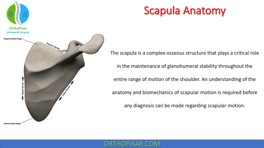 Scapula Anatomy | OrthoFixar