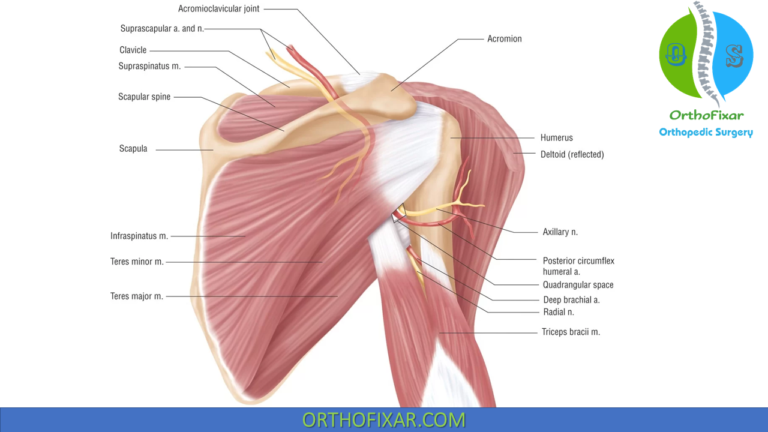 Scapula Anatomy Overview
