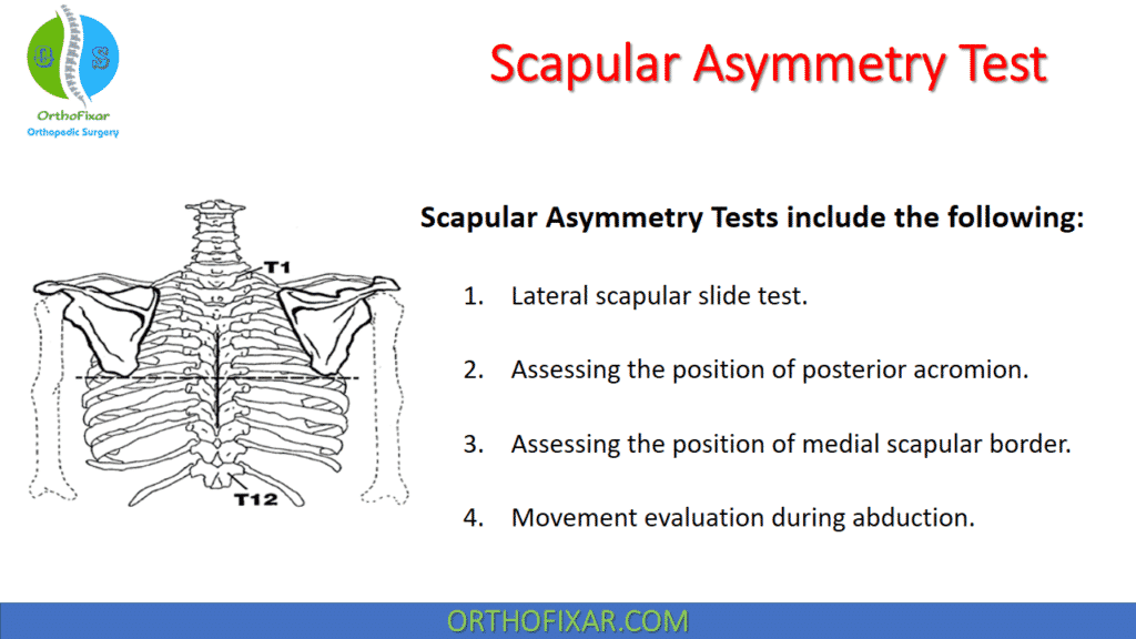Scapular Asymmetry Test Explained Easily | OrthoFixar