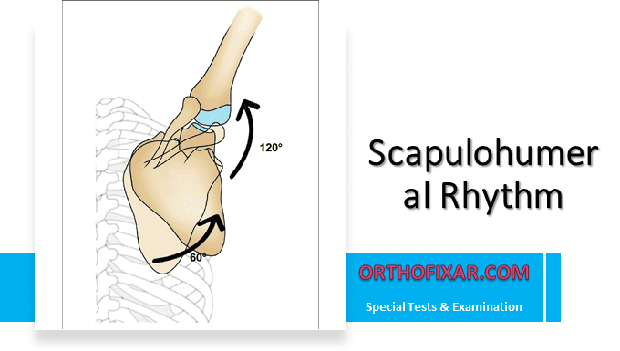 Scapulohumeral Rhythm Overview Explained Easily | OrthoFixar