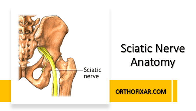Sciatic Nerve Anatomy | OrthoFixar