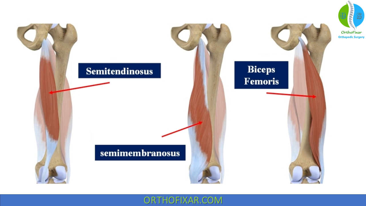 Semimembranosus Muscle Anatomy & Function | OrthoFixar