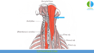 Semispinalis Capitis Muscle Anatomy | OrthoFixar