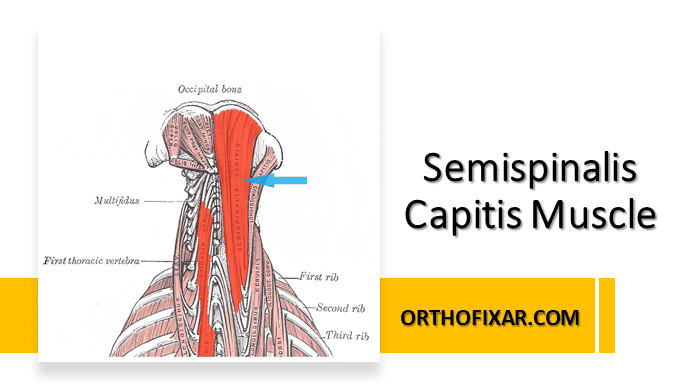 Semispinalis Capitis Muscle Anatomy | OrthoFixar