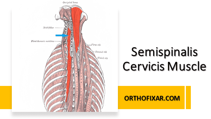 Semispinalis Cervicis Muscle Anatomy | OrthoFixar