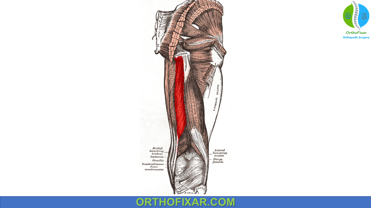 Semitendinosus Muscle Anatomy | OrthoFixar