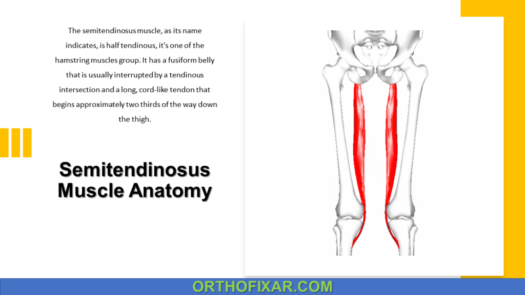 Sartorius Muscle Anatomy, Function, And Clinical Importance