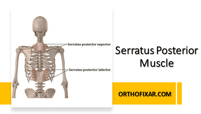 Elvey Test | Upper Limb Tension Tests (ULTTs) Overview 2025