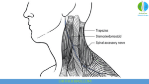 Spinal Accessory Nerve Injury | OrthoFixar