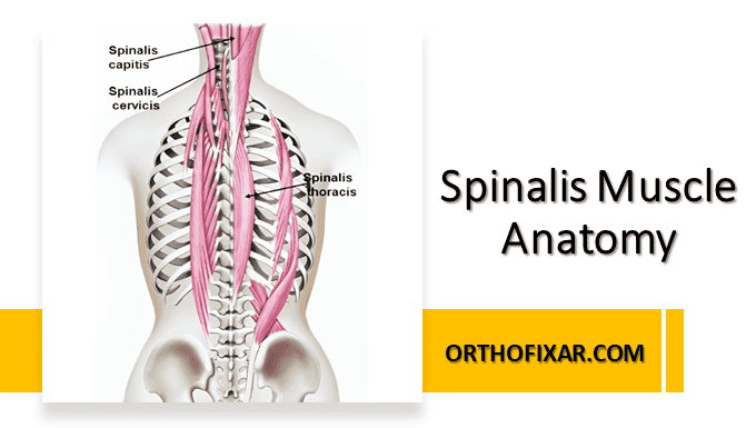 Extensor Hallucis Brevis Muscle Anatomy | OrthoFixar 2025
