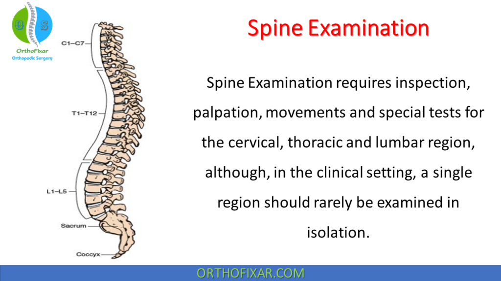 Spine Examination Explained Easily | OrthoFixar