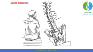 Spine Movements