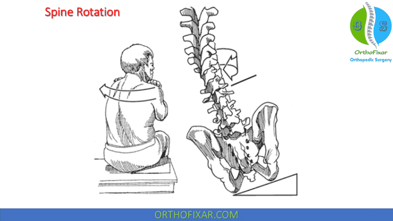 Spine Movements Explained Easily | OrthoFixar