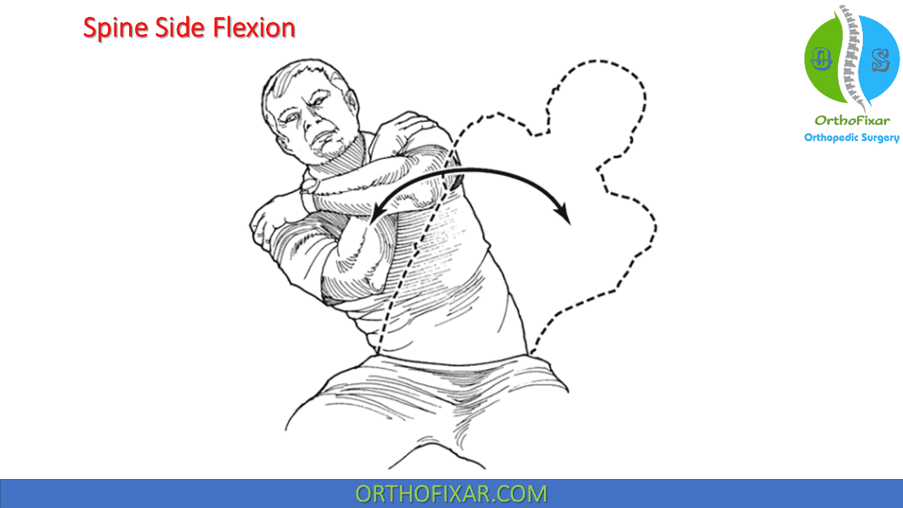 Spine Movements Explained Easily | OrthoFixar