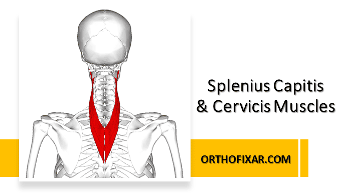 Splenius Capitis & Cervicis Muscles Anatomy | OrthoFixar