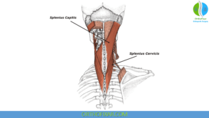 Splenius Capitis Muscle Anatomy | OrthoFixar
