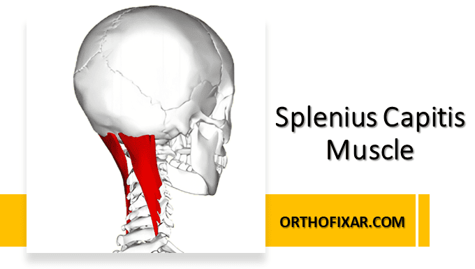Splenius Capitis Mooremyoworx #musclespotlight #neckmuscles #neckpain