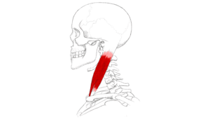 Sternocleidomastoid Pain Treatment | OrthoFixar