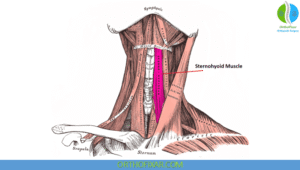 Sternohyoid Muscle Anatomy | OrthoFixar