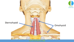 Sternohyoid Muscle Anatomy | OrthoFixar