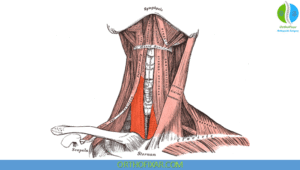 Sternothyroid Muscle Anatomy | OrthoFixar 2025
