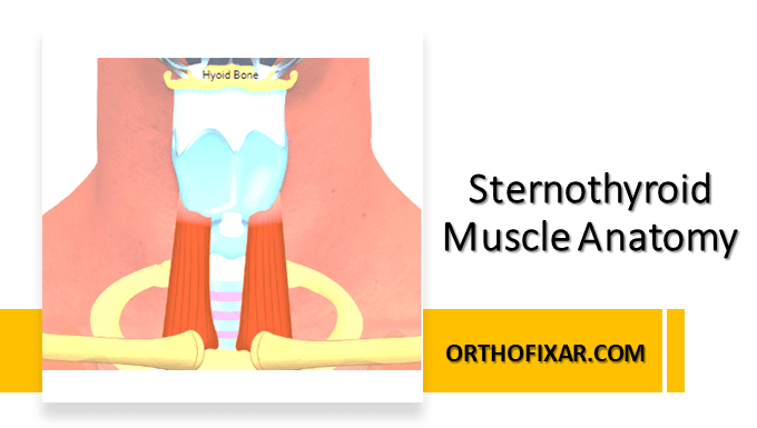 Sternothyroid Sternohyoid Muscle Anatomy | OrthoFixar 2025