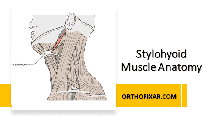 Stylohyoid Muscle Anatomy | OrthoFixar