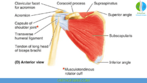 Subscapularis Muscle Anatomy | OrthoFixar