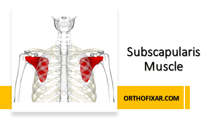 Subscapularis Muscle Anatomy | OrthoFixar