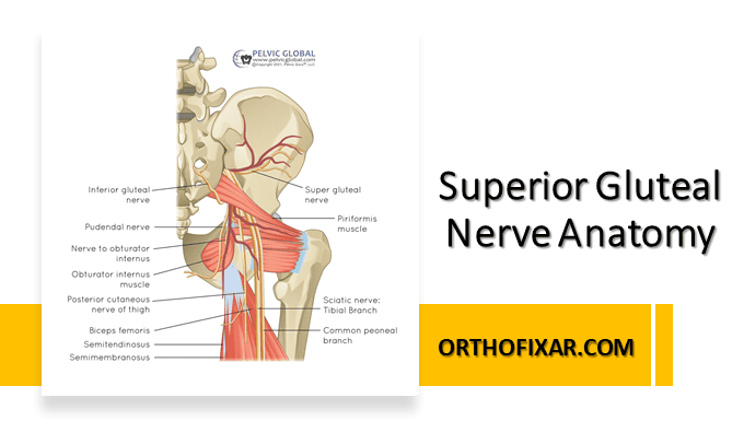 Superior Gluteal Nerve Anatomy | OrthoFixar