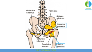 The Gemellus Muscles | OrthoFixar