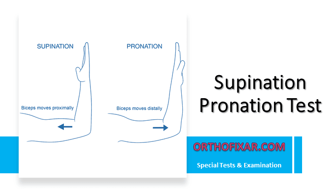 Lumbar Spine Nerve Roots | OrthoFixar 2025