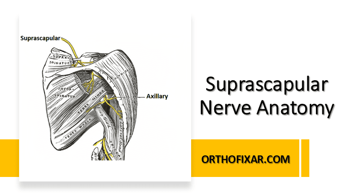 Suprascapular Nerve Anatomy | OrthoFixar