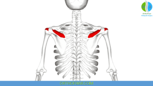 Supraspinatus Muscle Anatomy | OrthoFixar