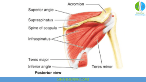 Supraspinatus Muscle Anatomy