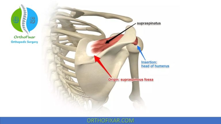 Drop Arm Test For Supraspinatus Tear
