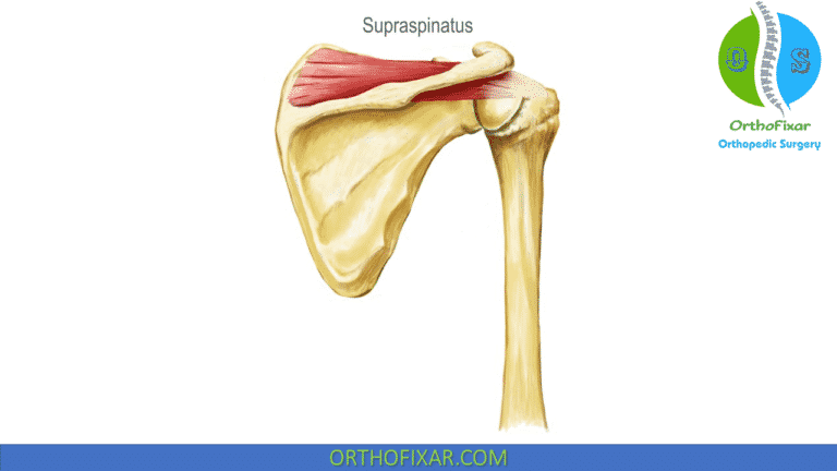 Rotator Cuff Of The Shoulder | Orthopedic Learning