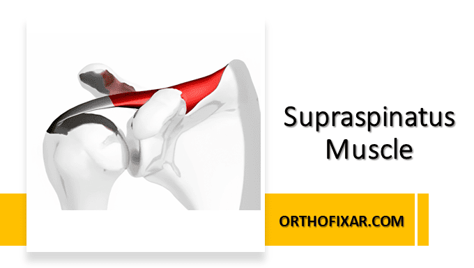 Supraspinatus Muscle Anatomy | Orthopedic Learning