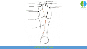 Sural Nerve Anatomy