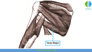 Teres Major Muscle Anatomy