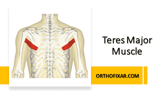 Teres Major Muscle Anatomy | OrthoFixar