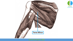 Teres Minor Muscle Anatomy | OrthoFixar