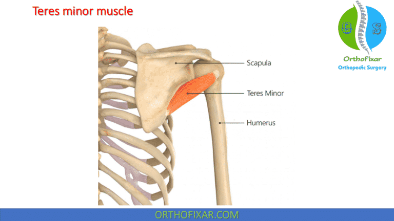 Rotator Cuff Of The Shoulder | Orthopedic Learning