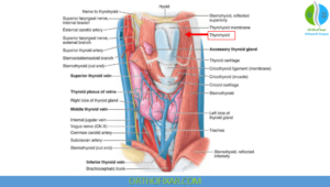 Thyrohyoid Muscle Anatomy | OrthoFixar