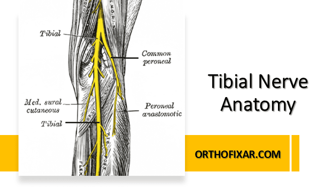 Tibial Nerve Anatomy | OrthoFixar