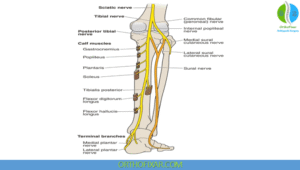 Tibial Nerve Anatomy | OrthoFixar