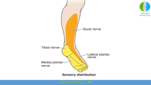Tibial Nerve Anatomy | OrthoFixar