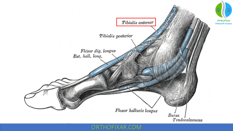 Tibialis Anterior Muscle